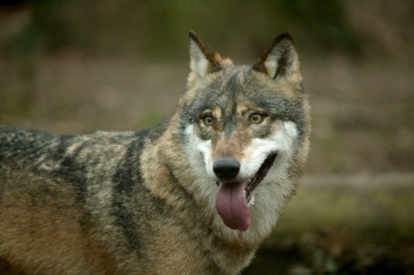 Le loup : podcast 2000 ans d'Histoire