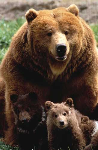 Les ours : podcast 2000 ans d'Histoire
