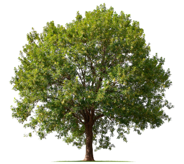 L’arbre : podcast 2000 ans d'Histoire